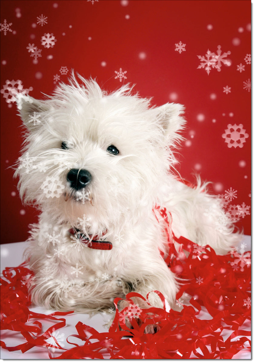 Pack of 10 Christmas Cards – doodlecards