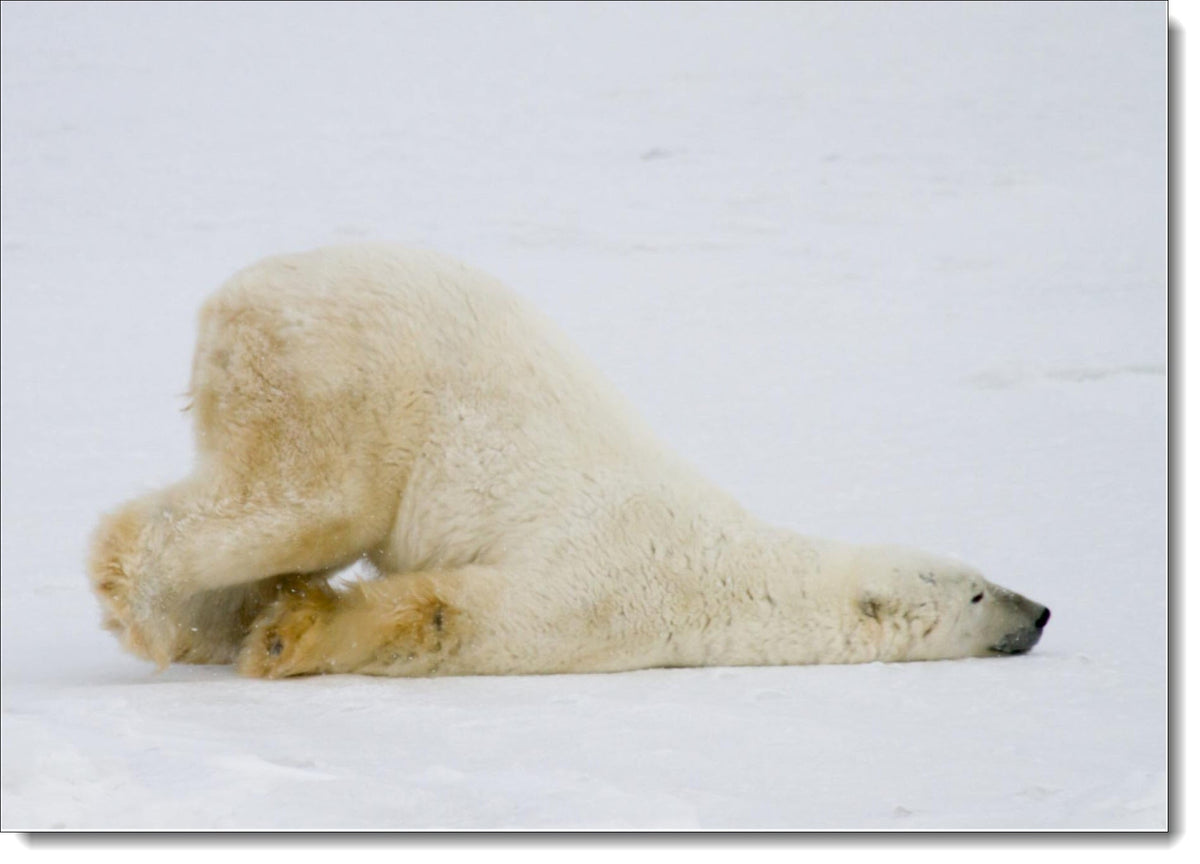 Birthday Card Funny Animals – doodlecards