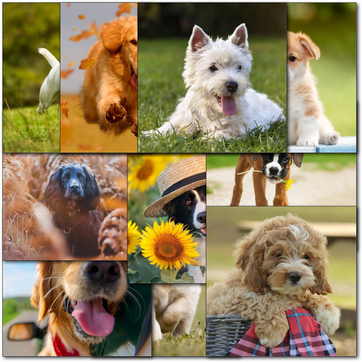 Pack of 10 Square Male and Female Dog Blank Cards – doodlecards