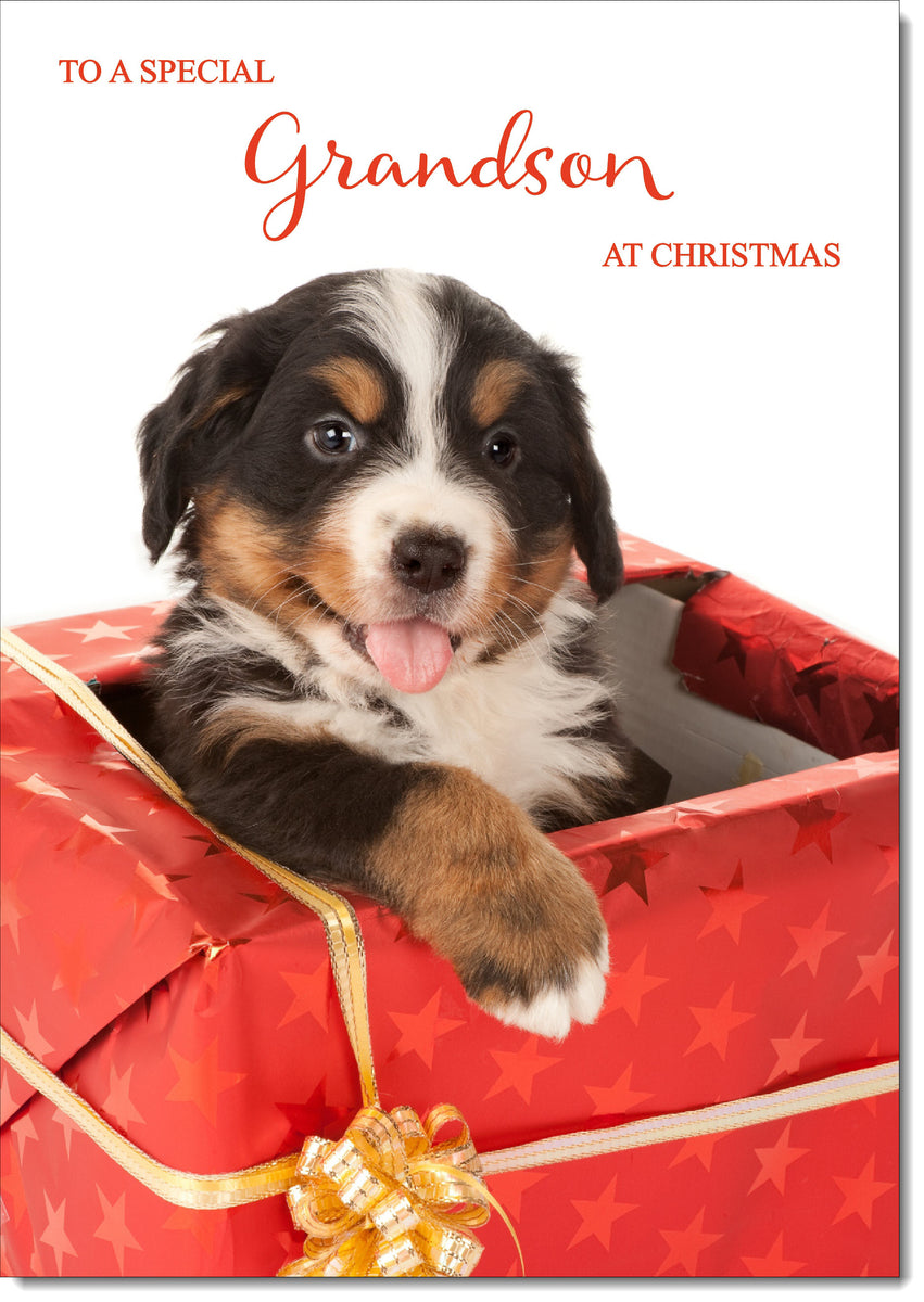 Grandson Christmas Card Bernese Mountain Puppy in Parcel – doodlecards