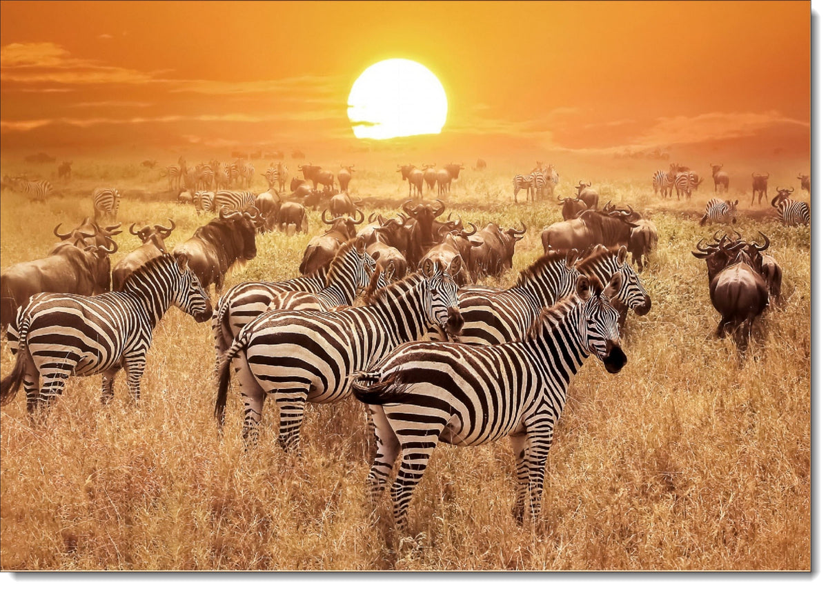 Blank Birthday Card No Words Zebra – doodlecards