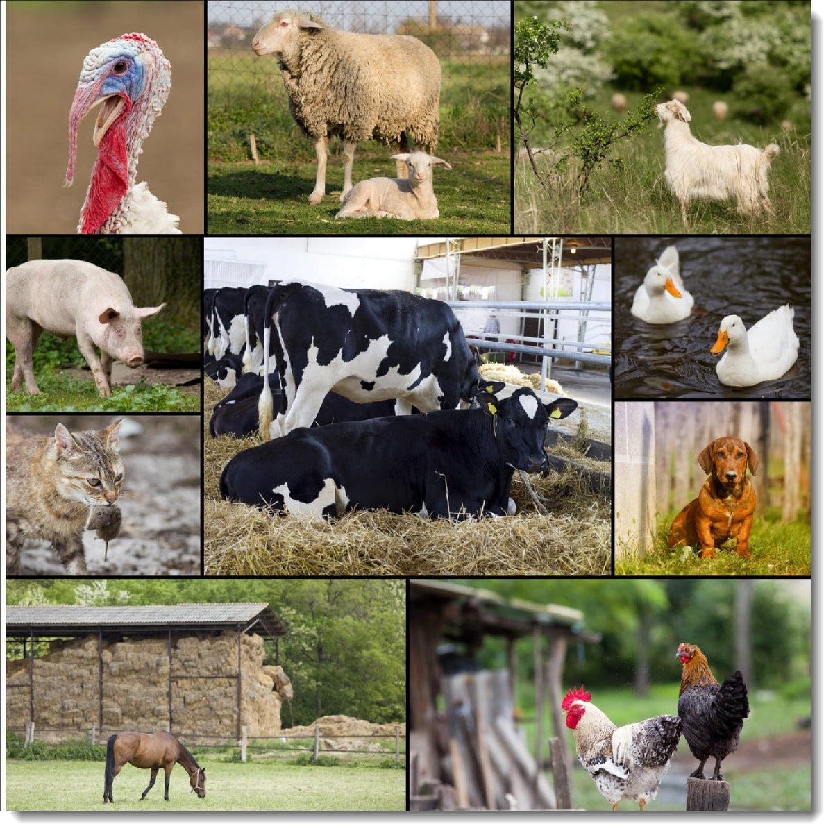 Farming Birthday Card Farm Animal Collage – doodlecards