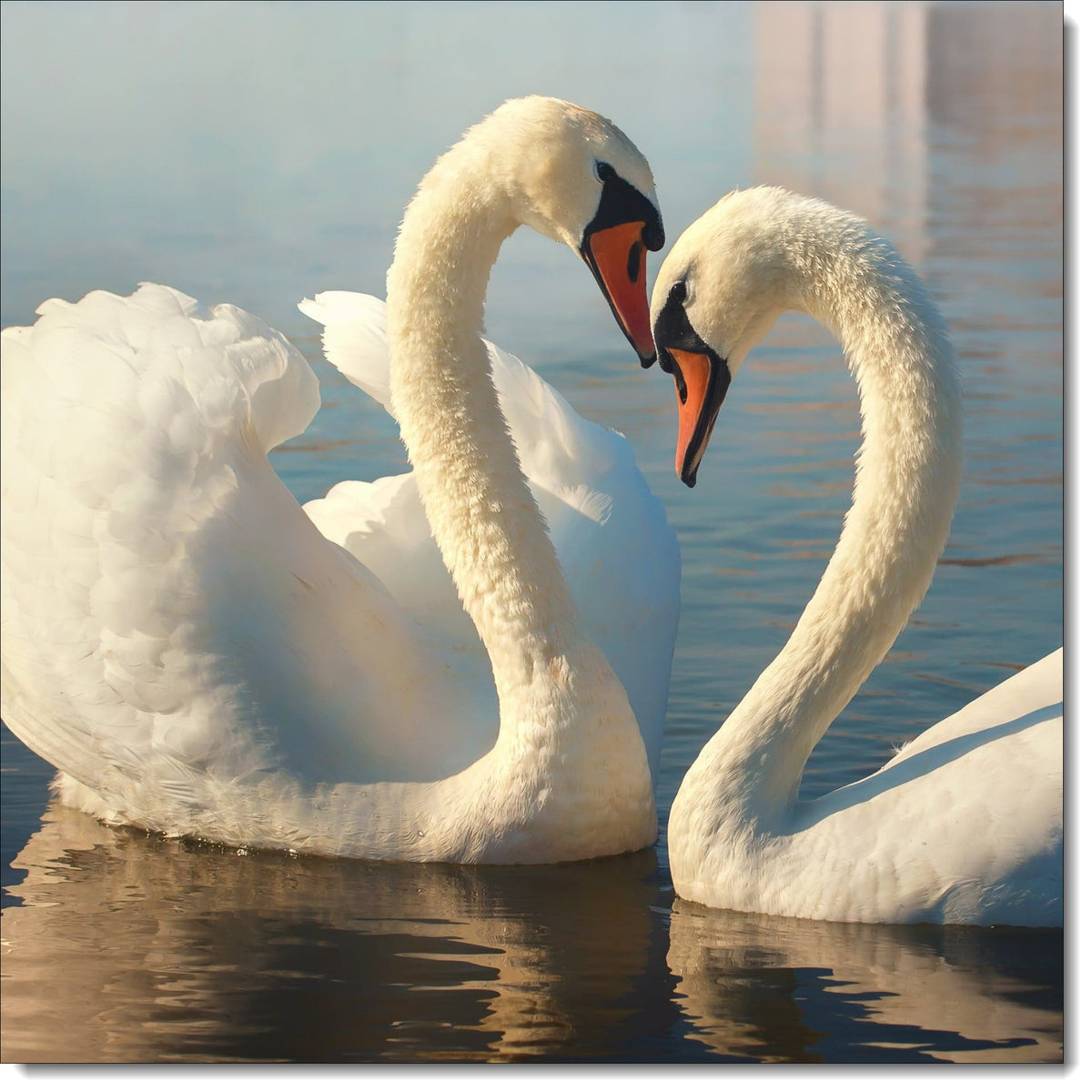 Bird Birthday Card Pair of Swans – doodlecards