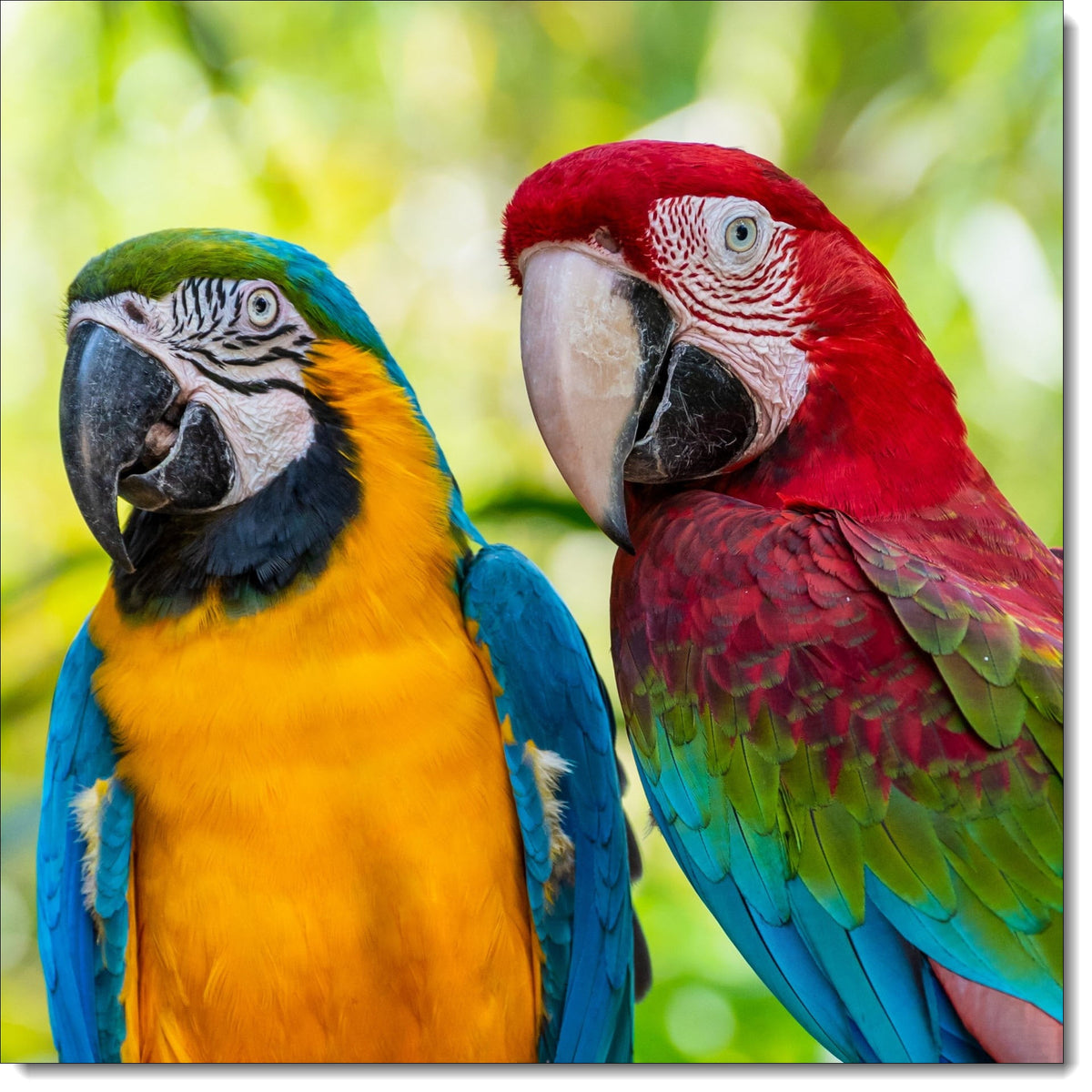 Happy Birthday Card Macaws – doodlecards