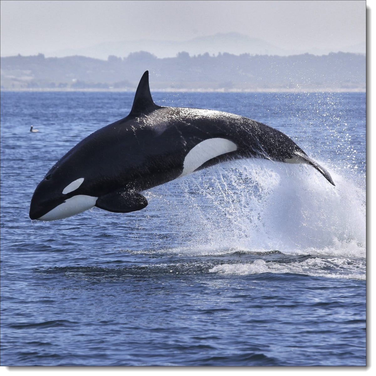 Happy Birthday Card Orca – doodlecards