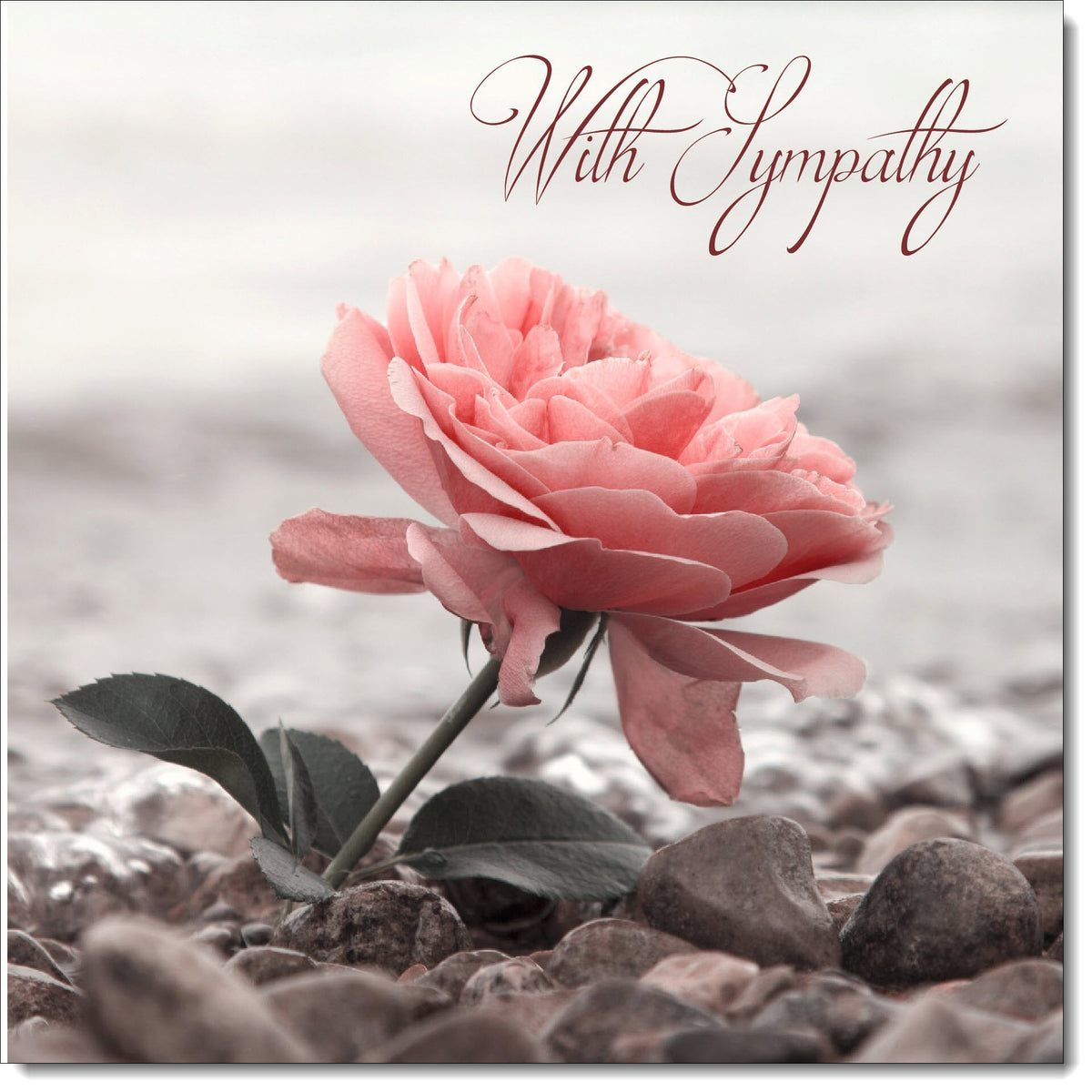 Sympathy Condolence Bereavement Card Pale Pink Rose – doodlecards